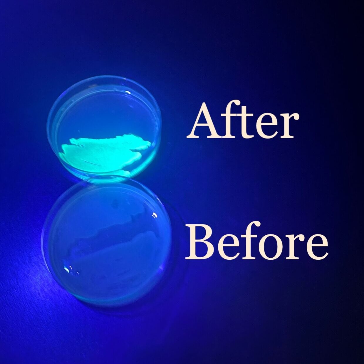 Bacterial Transformation » Community High School