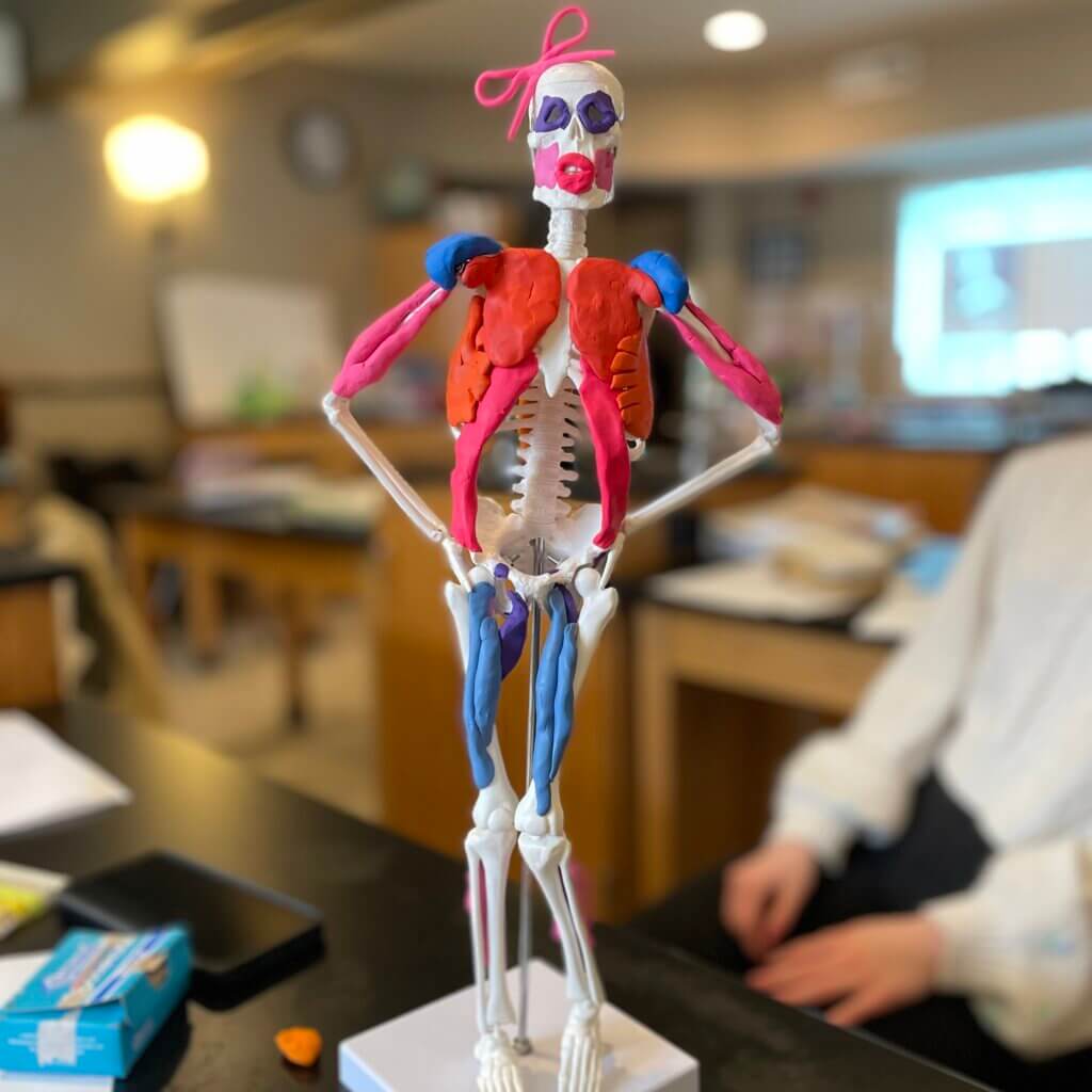 Clay Muscles in Anatomy » Community High School